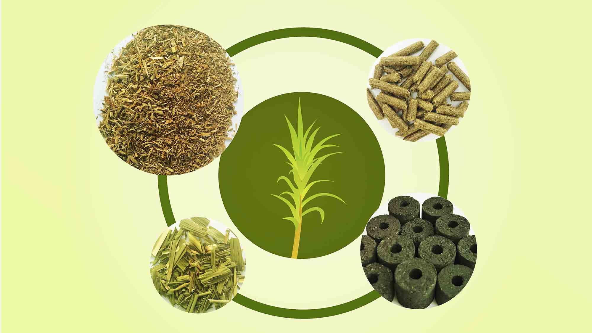 why-bana-grass-is-the-better-choice-for-carbon-credits-mackay-green